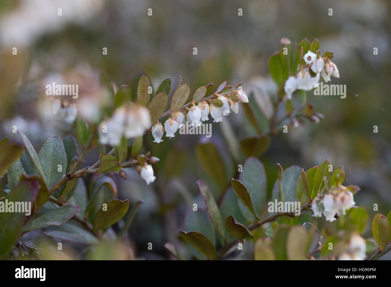Feuille de cuir chamaedaphne calyculata Banque de photographies et d ...