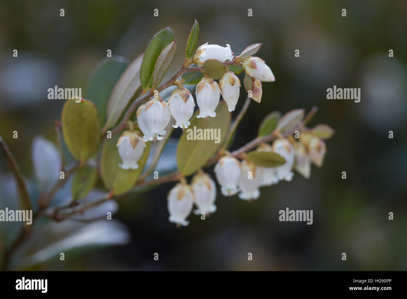 Feuille de cuir chamaedaphne calyculata Banque de photographies et d ...