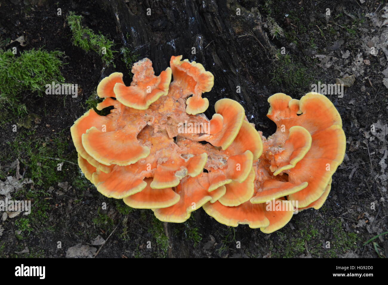 Champignons orange jaune Banque de photographies et d’images à haute ...