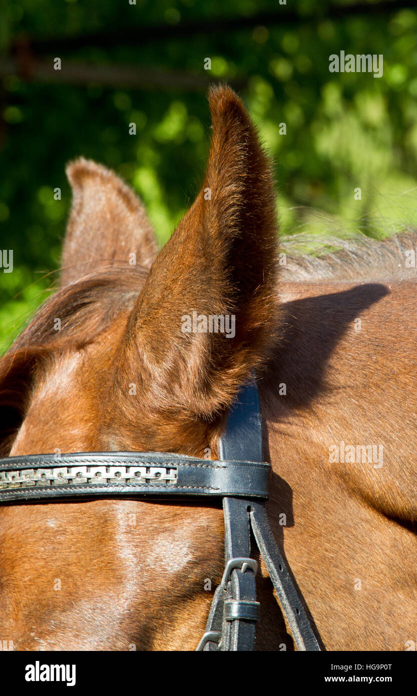 Oreille de cheval Banque de photographies et d’images à haute ...