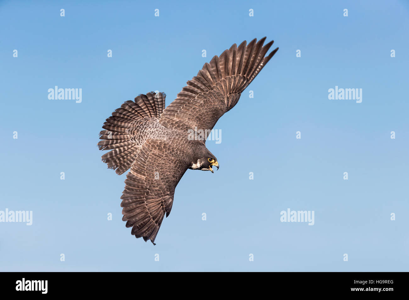 Le faucon pèlerin (Falco peregrinus) en vol avec ses ailes large ...