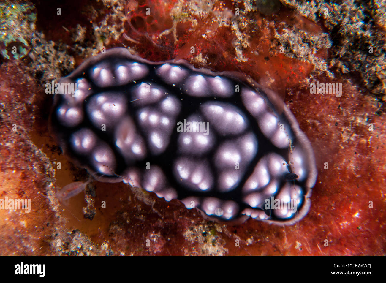 La pustulose Banque de photographies et d’images à haute résolution - Alamy