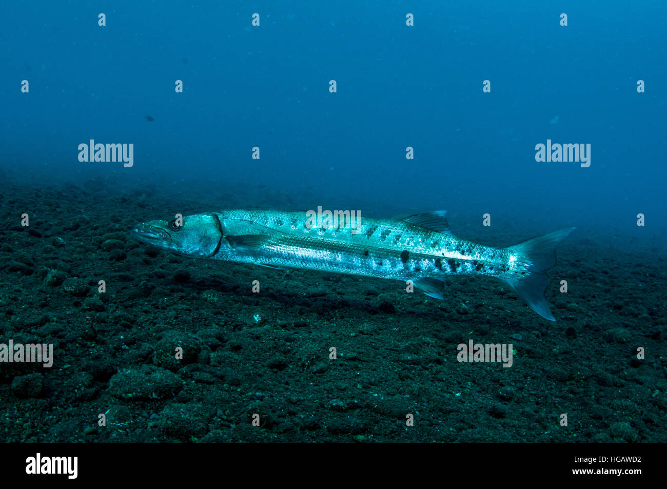 Poisson barracuda Banque de photographies et d’images à haute ...