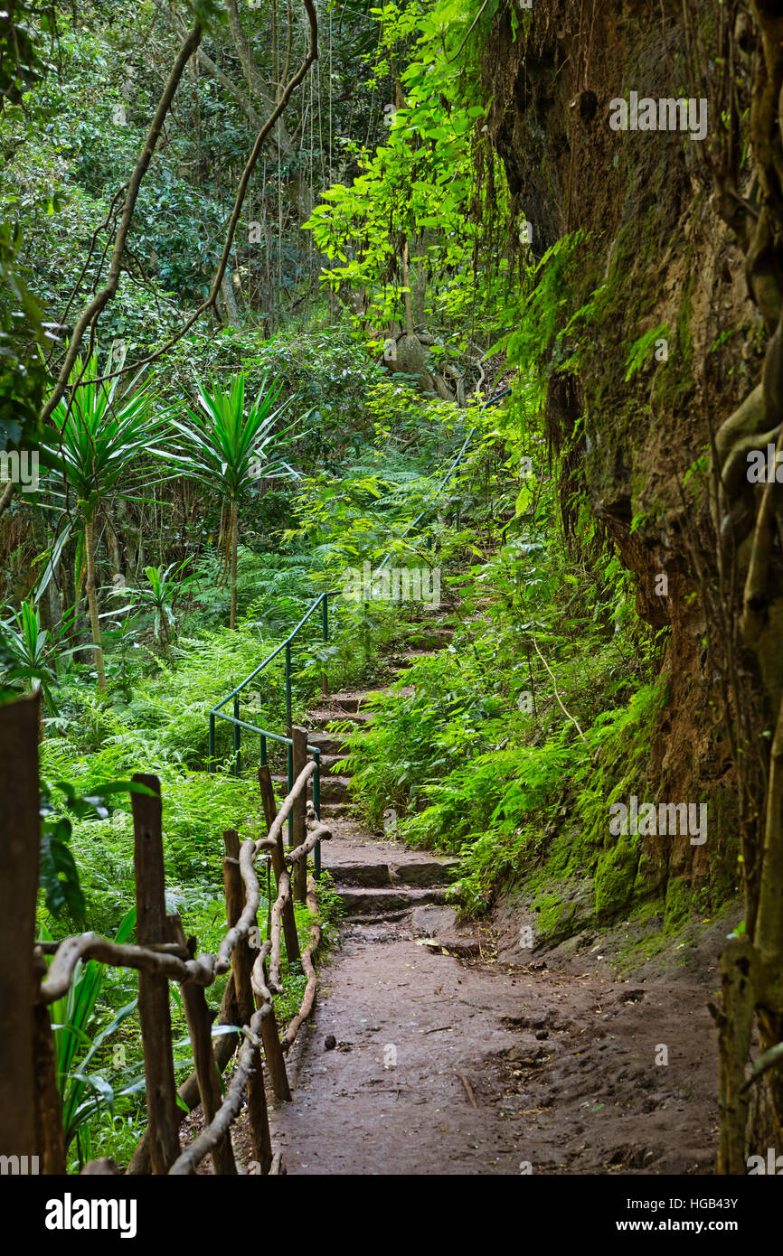 Un sentier dans la jungle Banque d'image et photos - Alamy