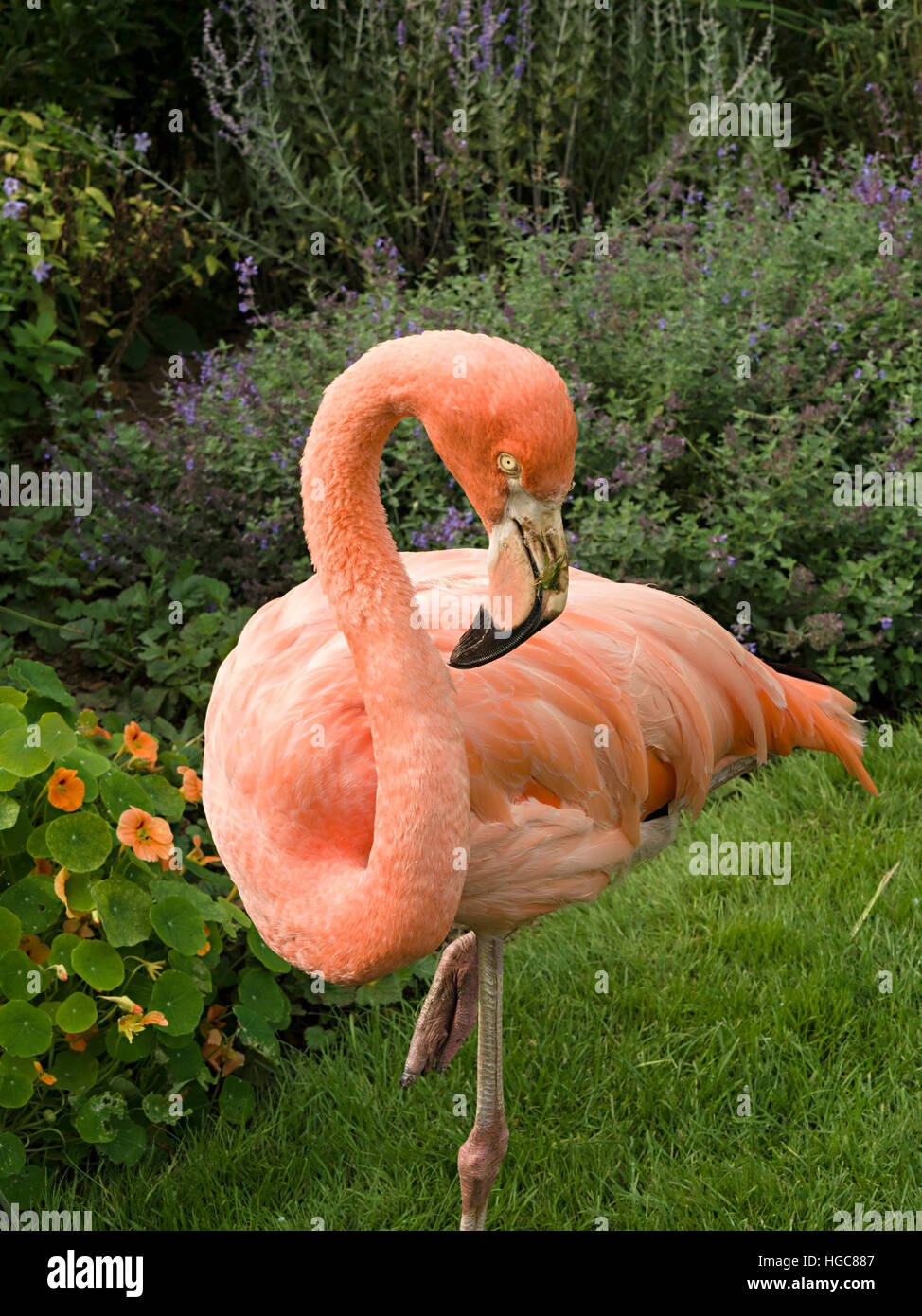 Rose saumon rose Banque de photographies et d’images à haute résolution ...