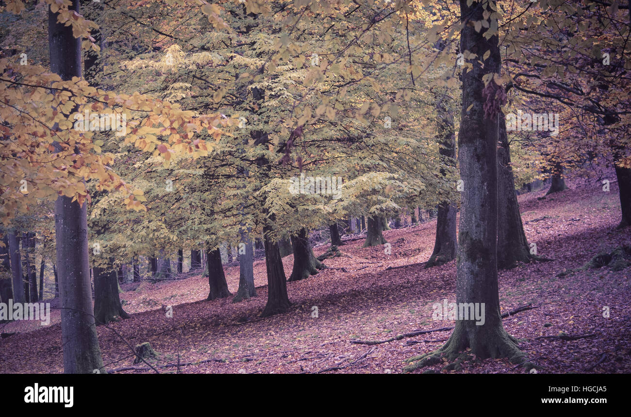 Violette des bois Banque de photographies et d’images à haute ...