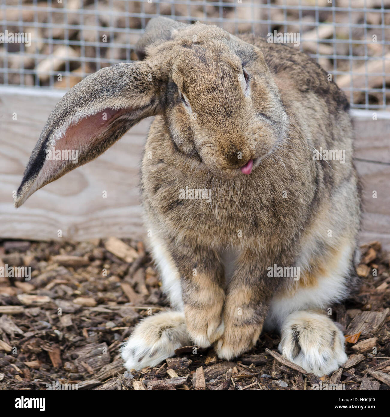 Lapin brun Banque de photographies et d’images à haute résolution - Alamy