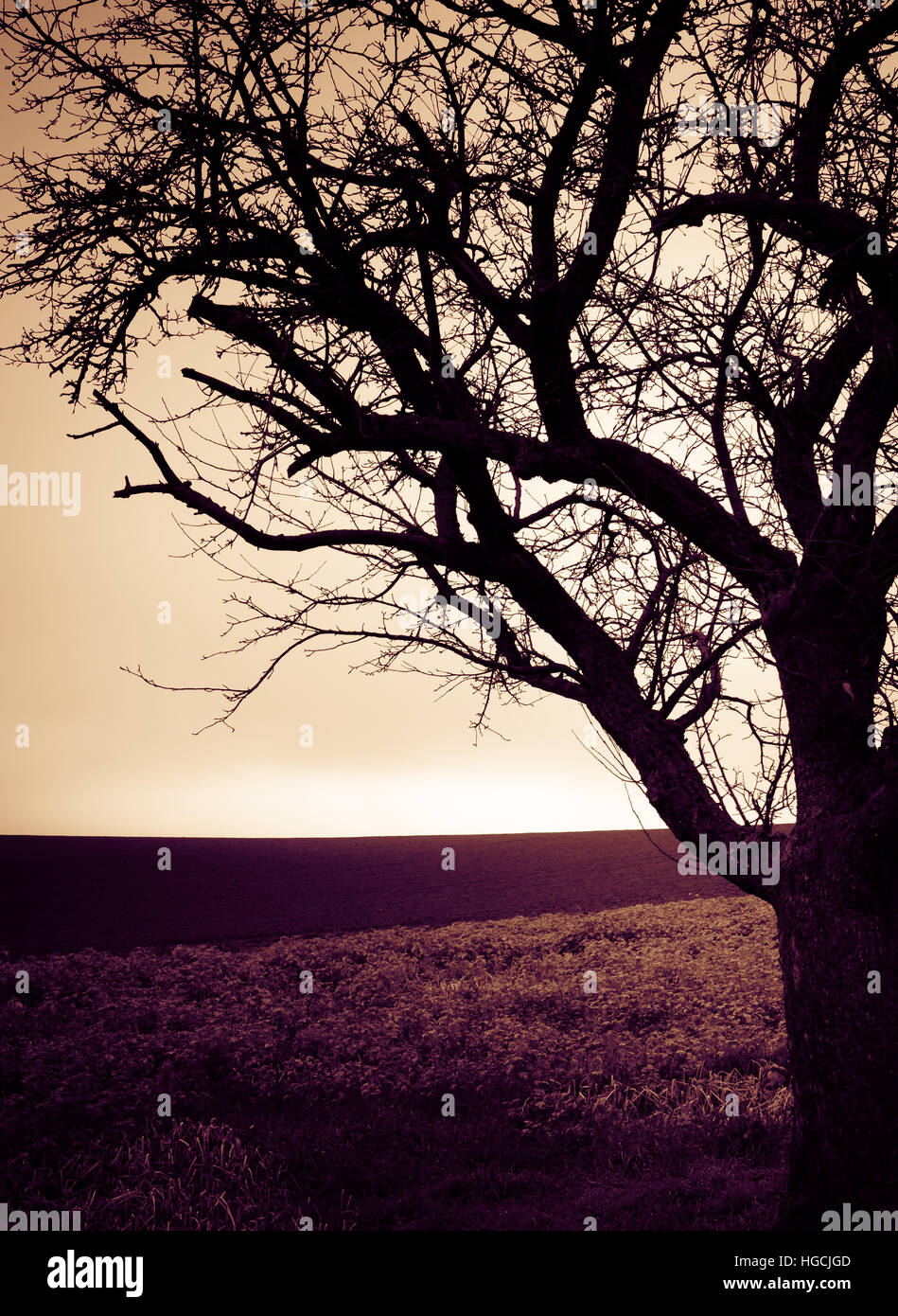 Paysage d'arbre solitaire Banque de photographies et d’images à haute ...