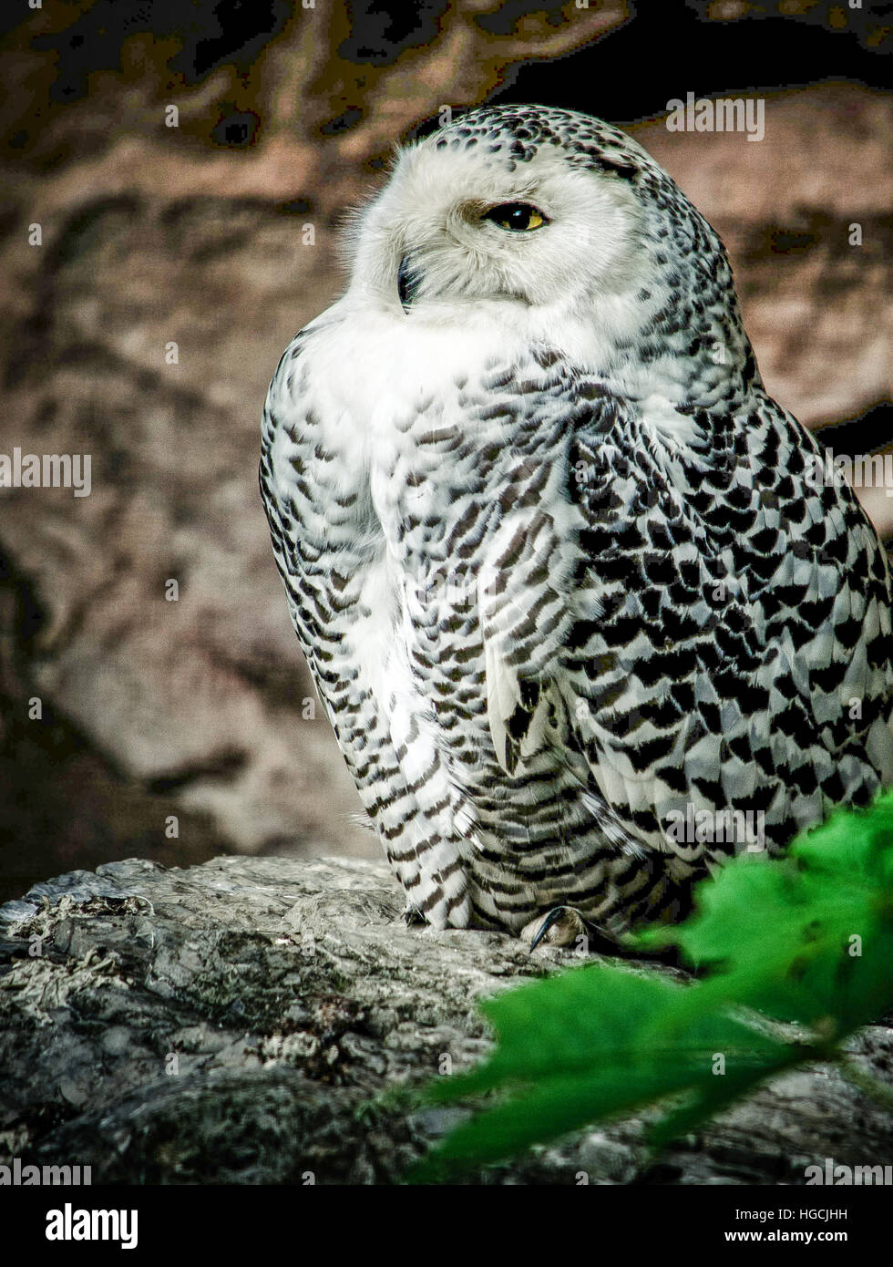 Hibou est assis Banque de photographies et d’images à haute résolution ...