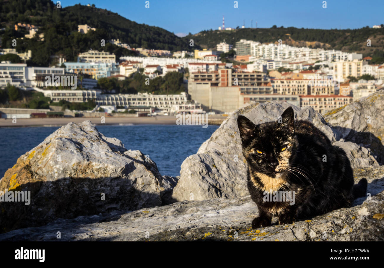 Chat de mer Banque de photographies et d’images à haute résolution - Alamy