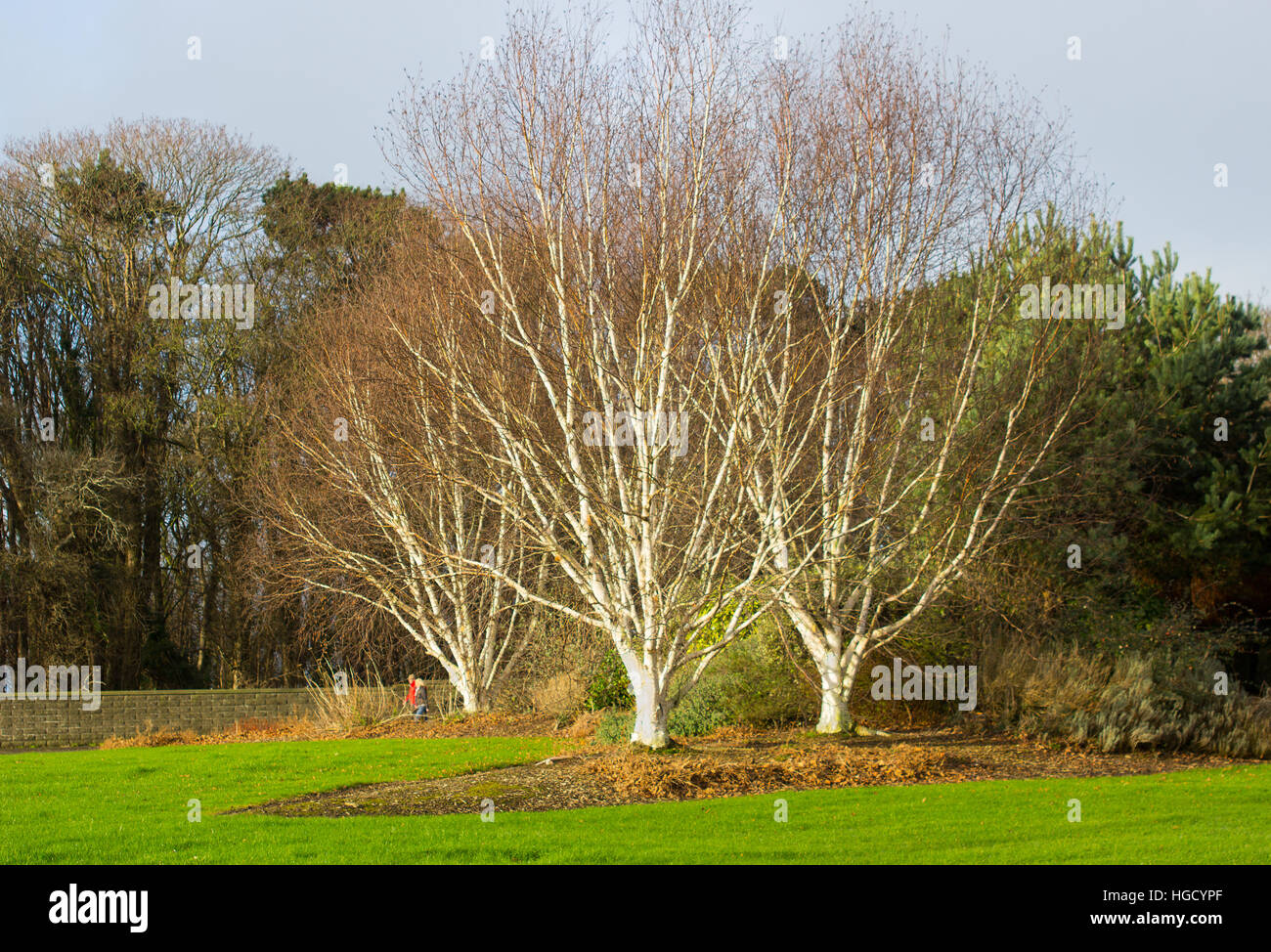 Arbres et fleurs au rond point Banque de photographies et d’images à ...