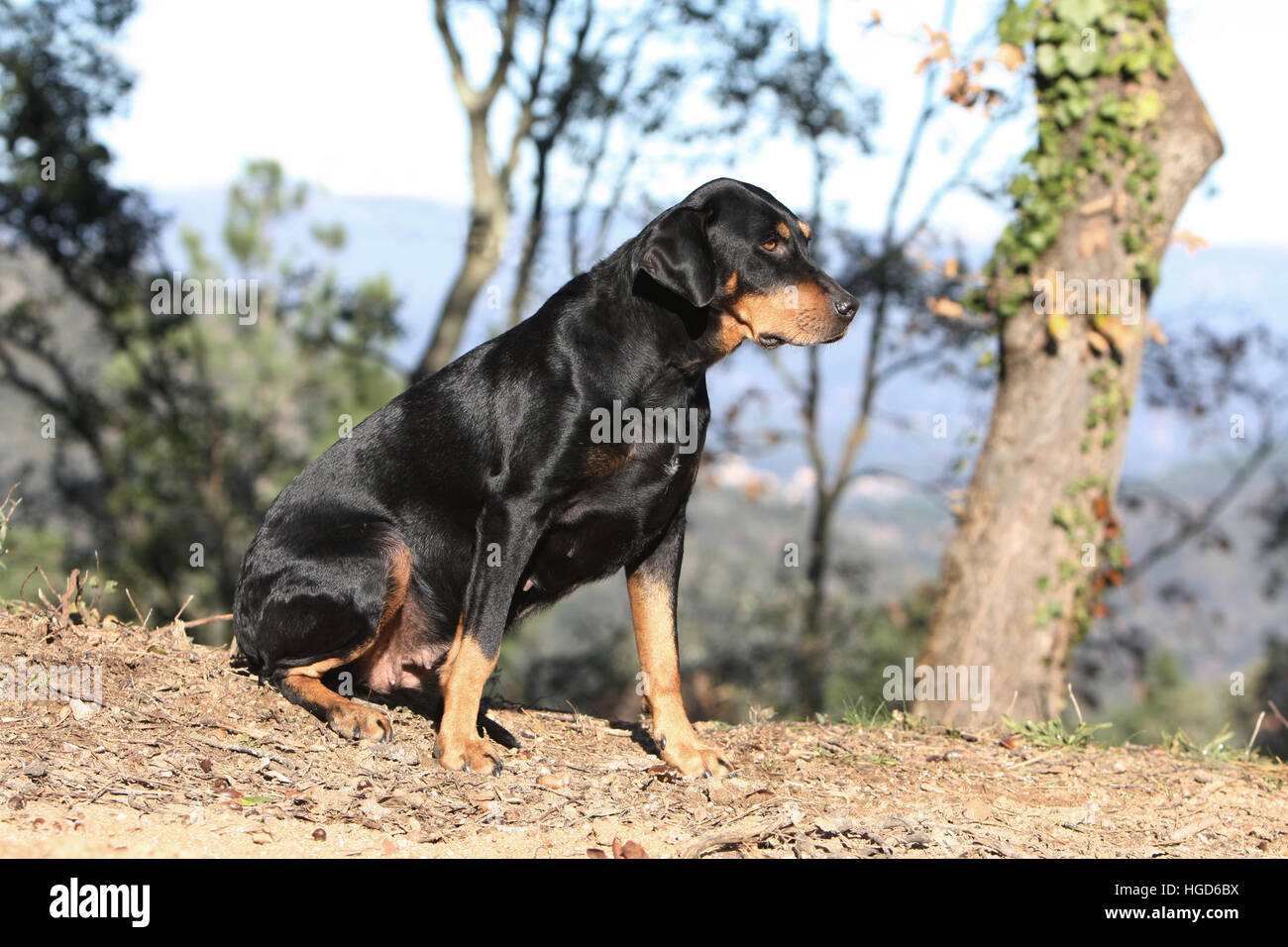 Races de chiens de chasse de taille moyenne Banque de photographies et ...