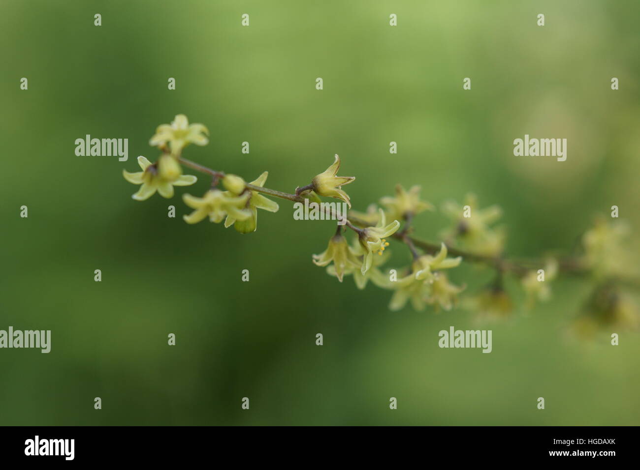 Tamus communis Banque de photographies et d’images à haute résolution ...