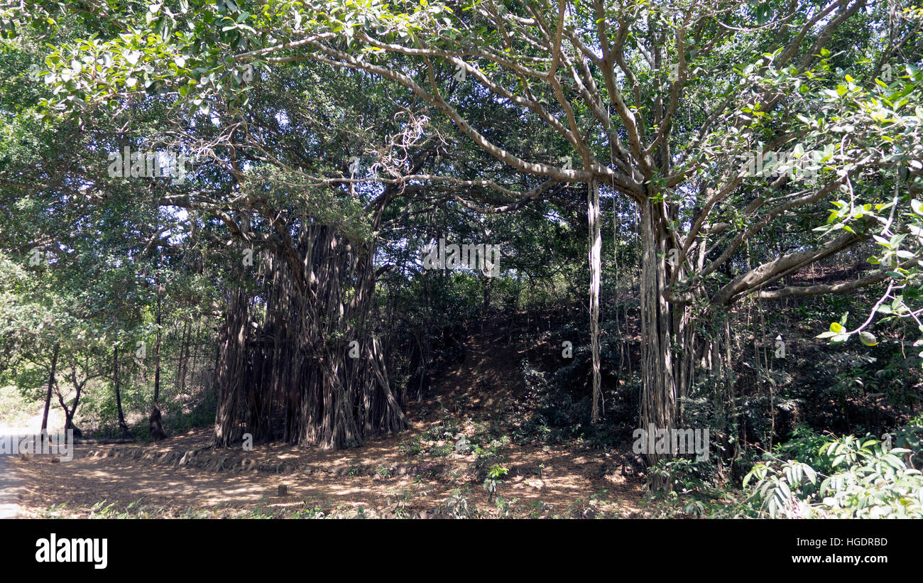 Banyan trees india Banque de photographies et d’images à haute ...