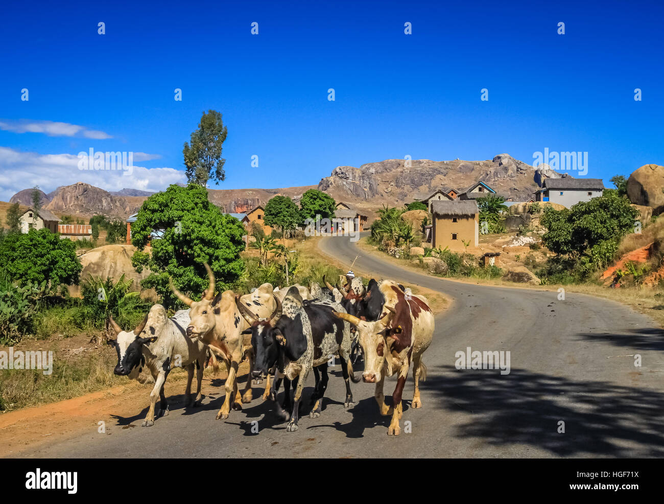 Troupeau de zébus marche sur la route dans un petit village malgache ...