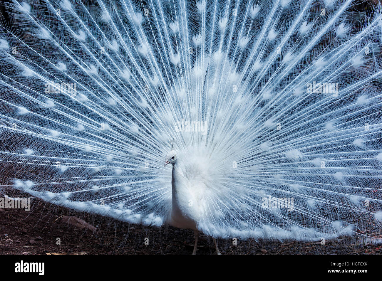 Albino peacock Banque de photographies et d’images à haute résolution ...