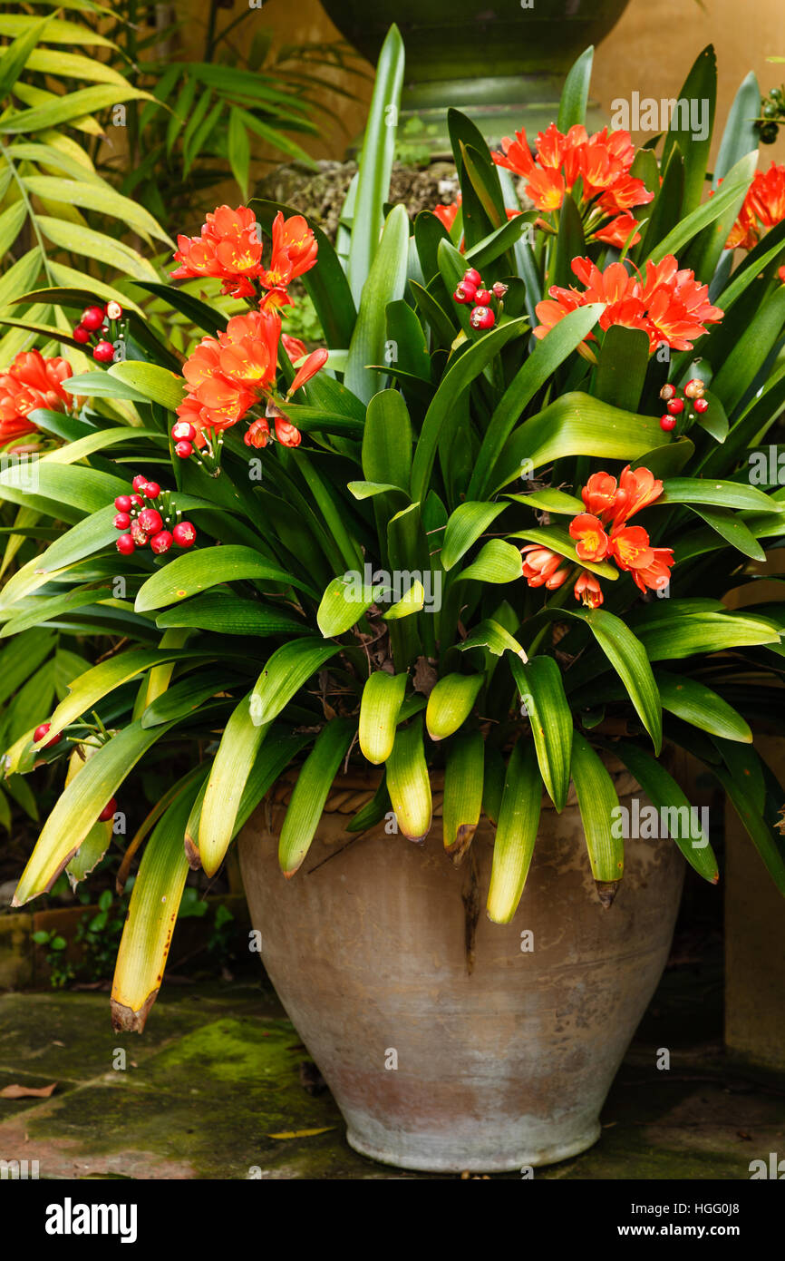 Clivia miniata Banque de photographies et d’images à haute résolution ...