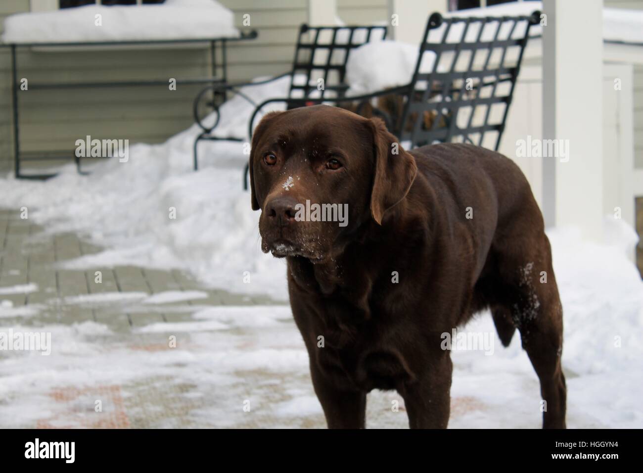 Labrador chocolat Banque de photographies et d’images à haute ...