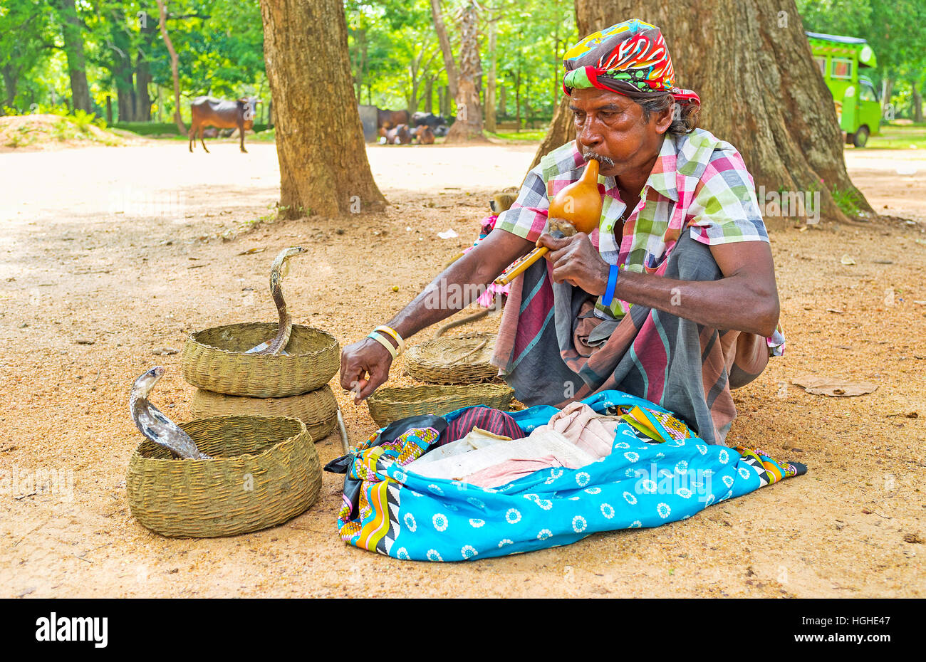 Serpents venimeux de sri lanka Banque de photographies et d’images à ...