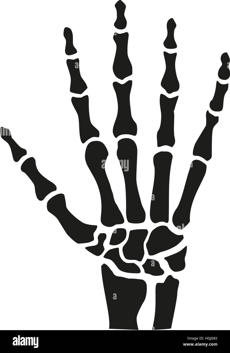 Anatomie de la main humaine Banque de photographies et d’images à haute ...