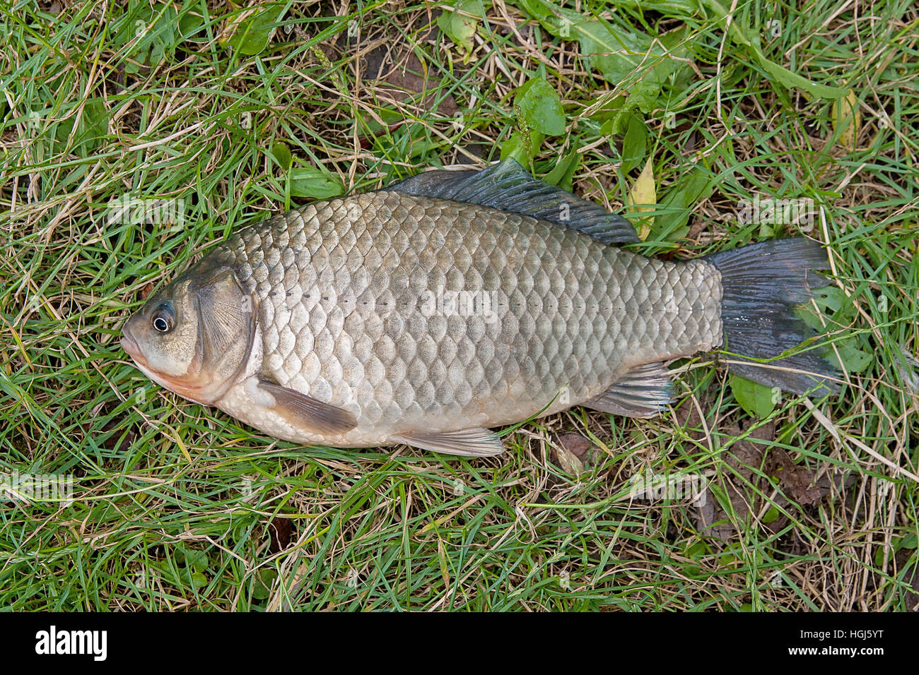 Les poissons d'eau douce qui vient d'être prise à partir de l'eau. Seul ...