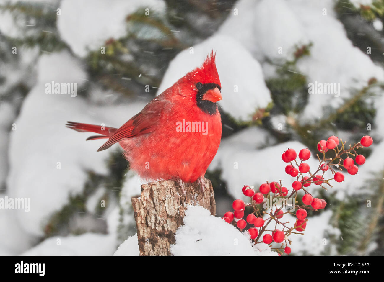 Cardinal du nord dans un arbre Banque de photographies et d’images à ...