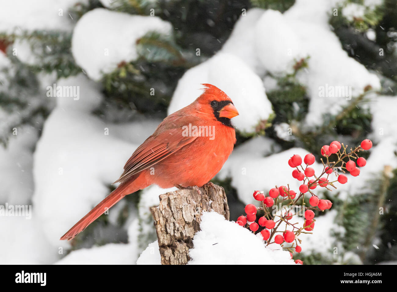 Oiseau cardinal et baies rouge Banque de photographies et d’images à ...