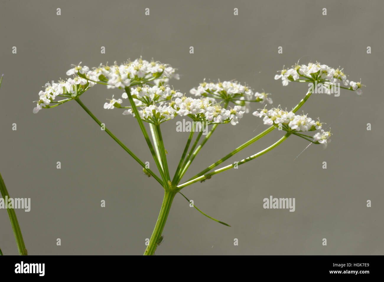 Carum carvi Banque de photographies et d’images à haute résolution - Alamy