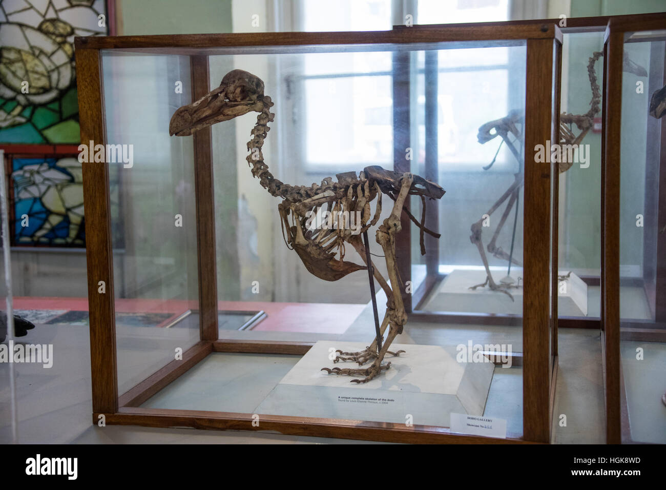 Dodo bird museum Banque de photographies et d’images à haute résolution ...