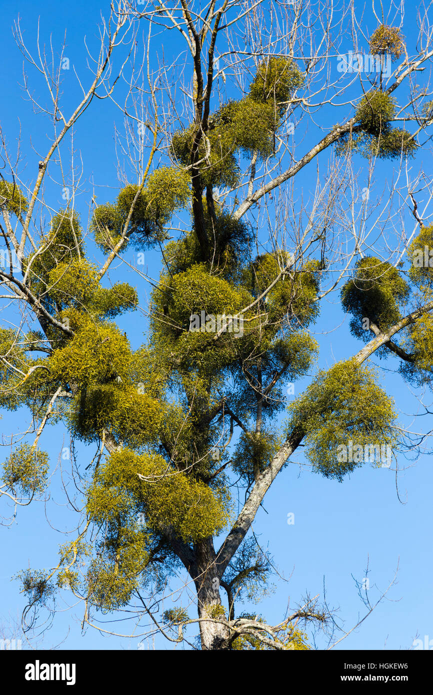 Gui dans les arbres Banque de photographies et d’images à haute ...