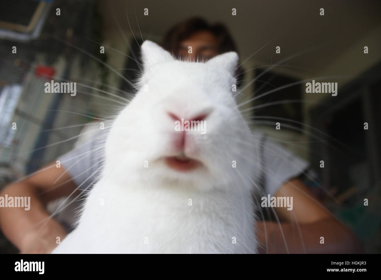 Lapin nez Banque de photographies et d’images à haute résolution - Alamy