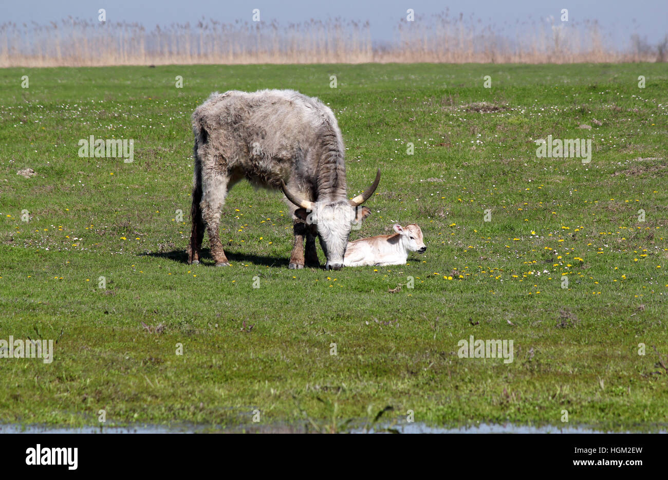 Petite vache Banque de photographies et d’images à haute résolution - Alamy