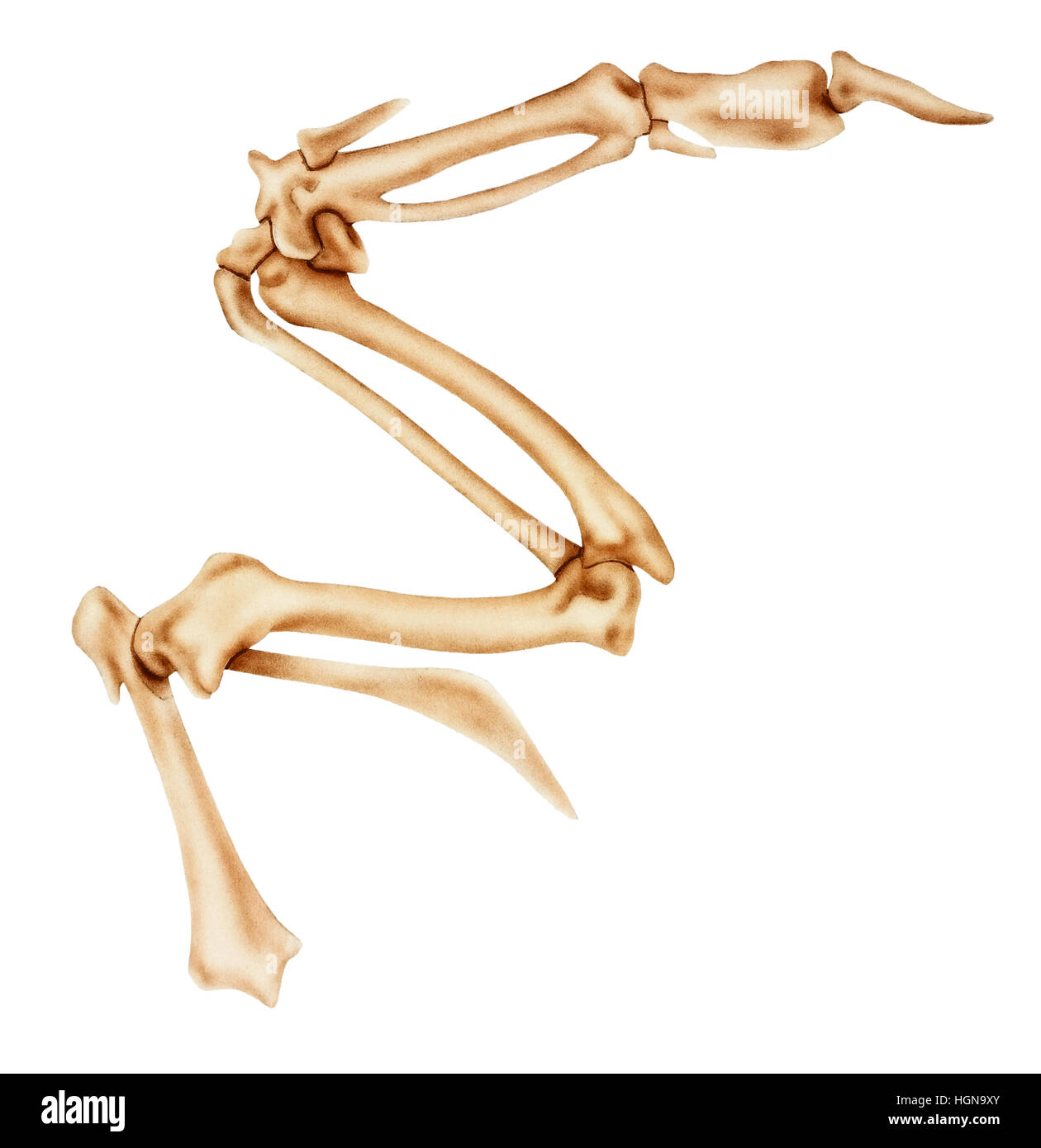 L'anatomie du squelette d'une aile d'oiseau. En commençant par le bas ...