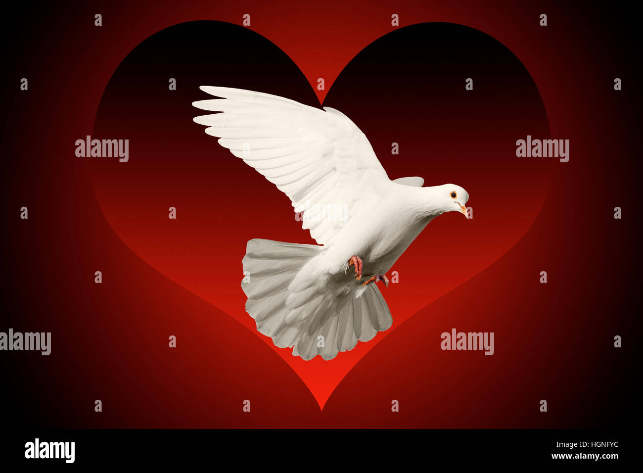 Colombe blanche Symbole de l'amour vol isolé sur fond rouge et noir ...