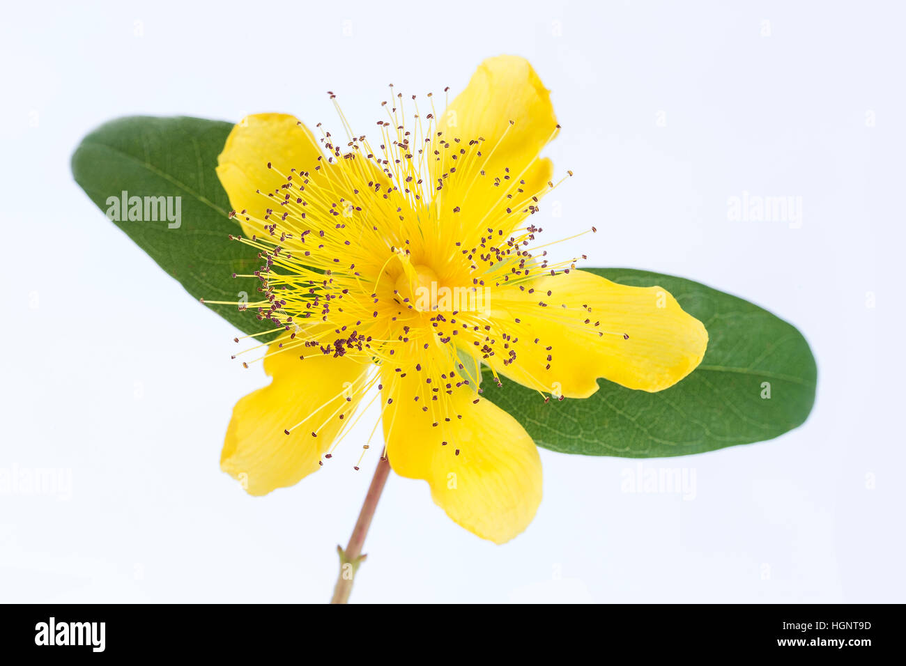 St johns wort hypericum sp Banque de photographies et d’images à haute ...