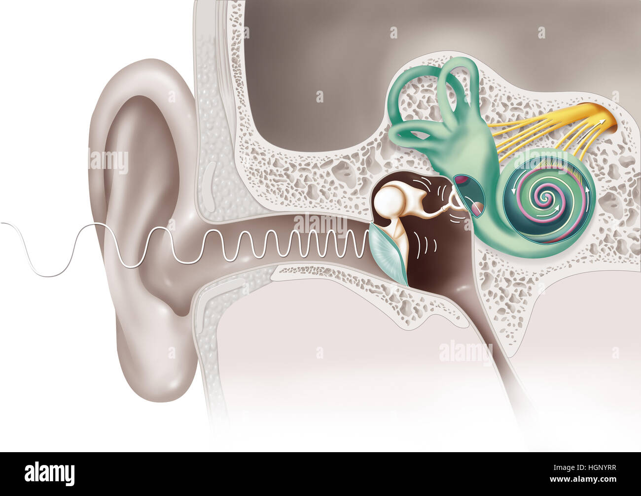 Méat acoustique externe Banque de photographies et d’images à haute ...