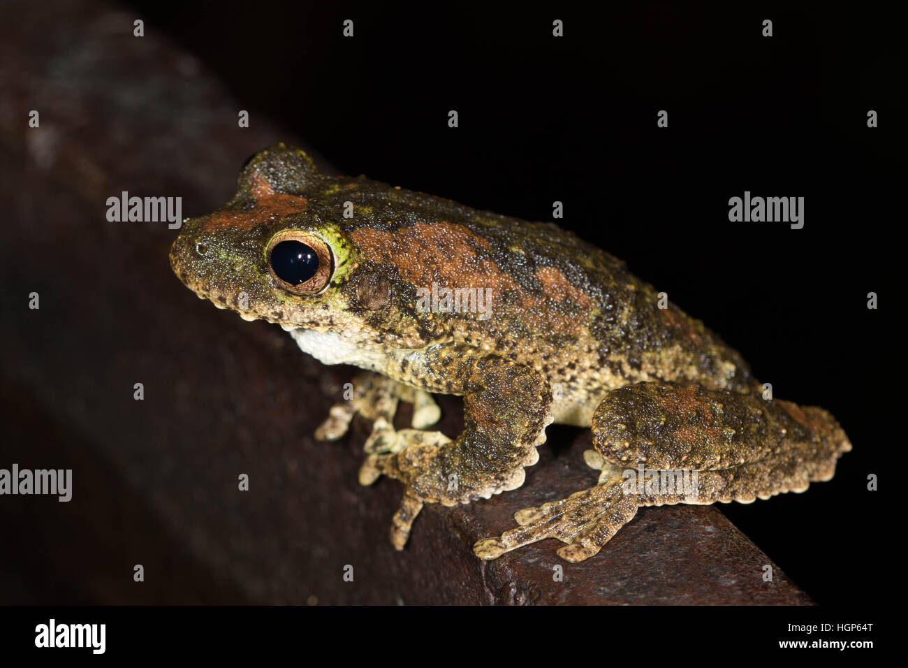 Litoria genimaculata Banque de photographies et d’images à haute ...