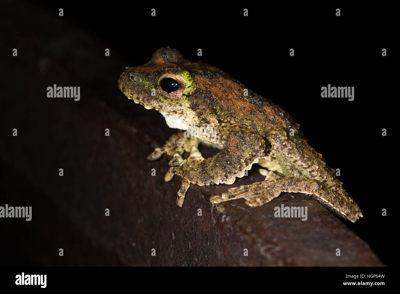 Litoria genimaculata Banque de photographies et d’images à haute ...