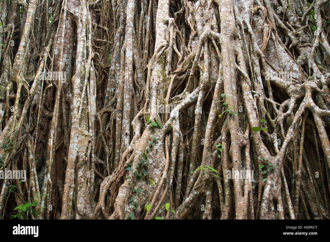 étrangleur figuier Banque de photographies et d’images à haute ...