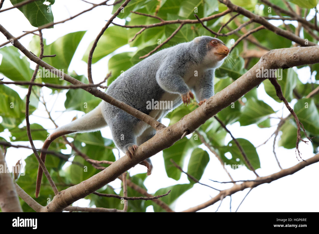 Common spotted cuscus spilocuscus maculatus is a cuscus Banque de ...