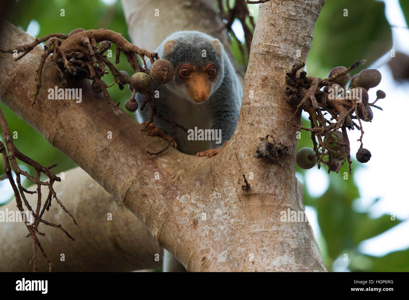 Common spotted cuscus spilocuscus maculatus is a cuscus Banque de ...