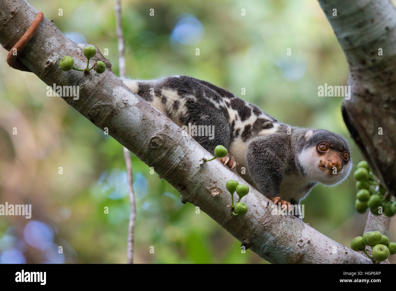 Common spotted cuscus spilocuscus maculatus is a cuscus Banque de ...
