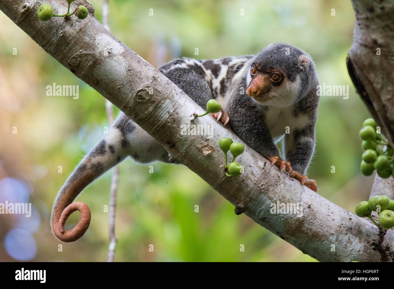 Spotted cuscus Banque de photographies et d’images à haute résolution ...