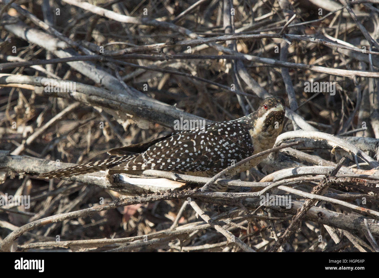 Pacific koel Banque de photographies et d’images à haute résolution - Alamy