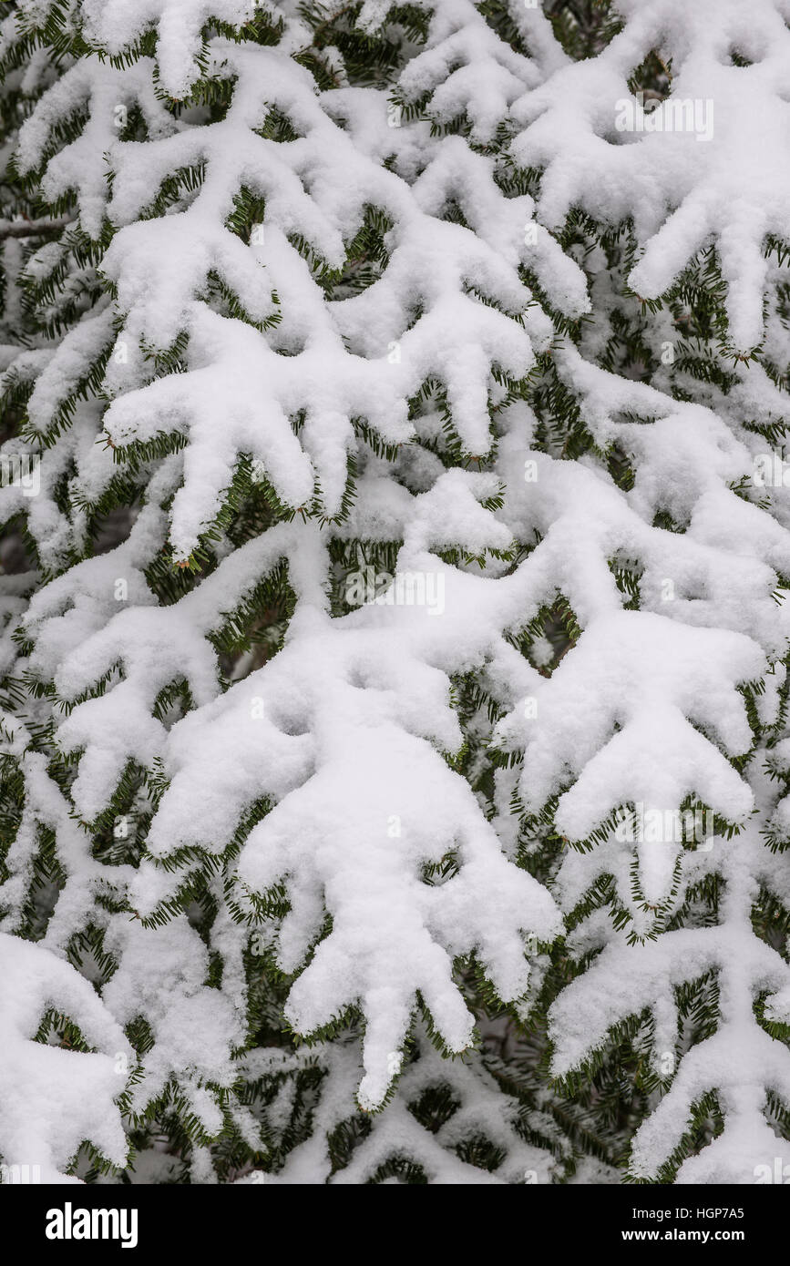 Sapin baumier Banque de photographies et d’images à haute résolution ...