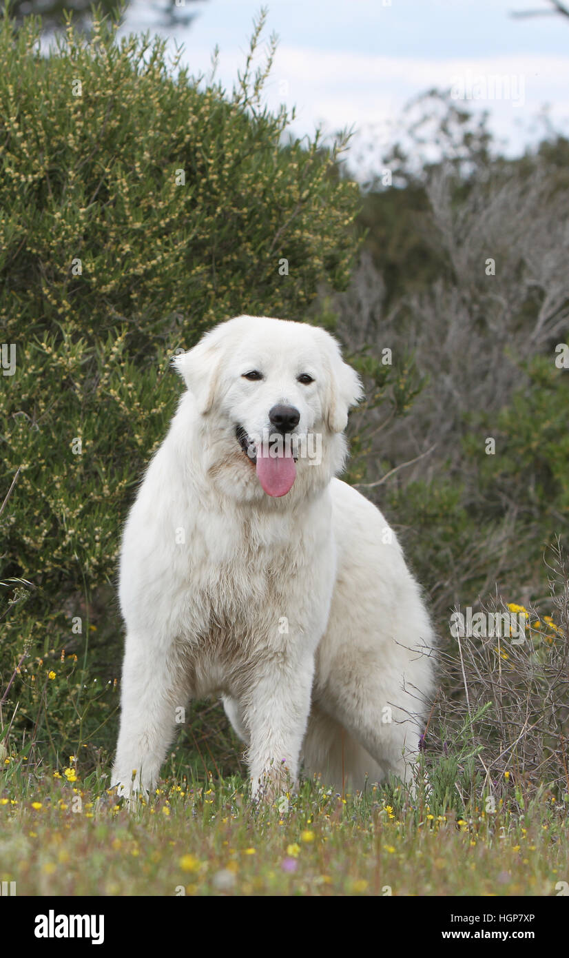 Montagnes tatra chien ou tatra montagnes berger chien Banque de ...