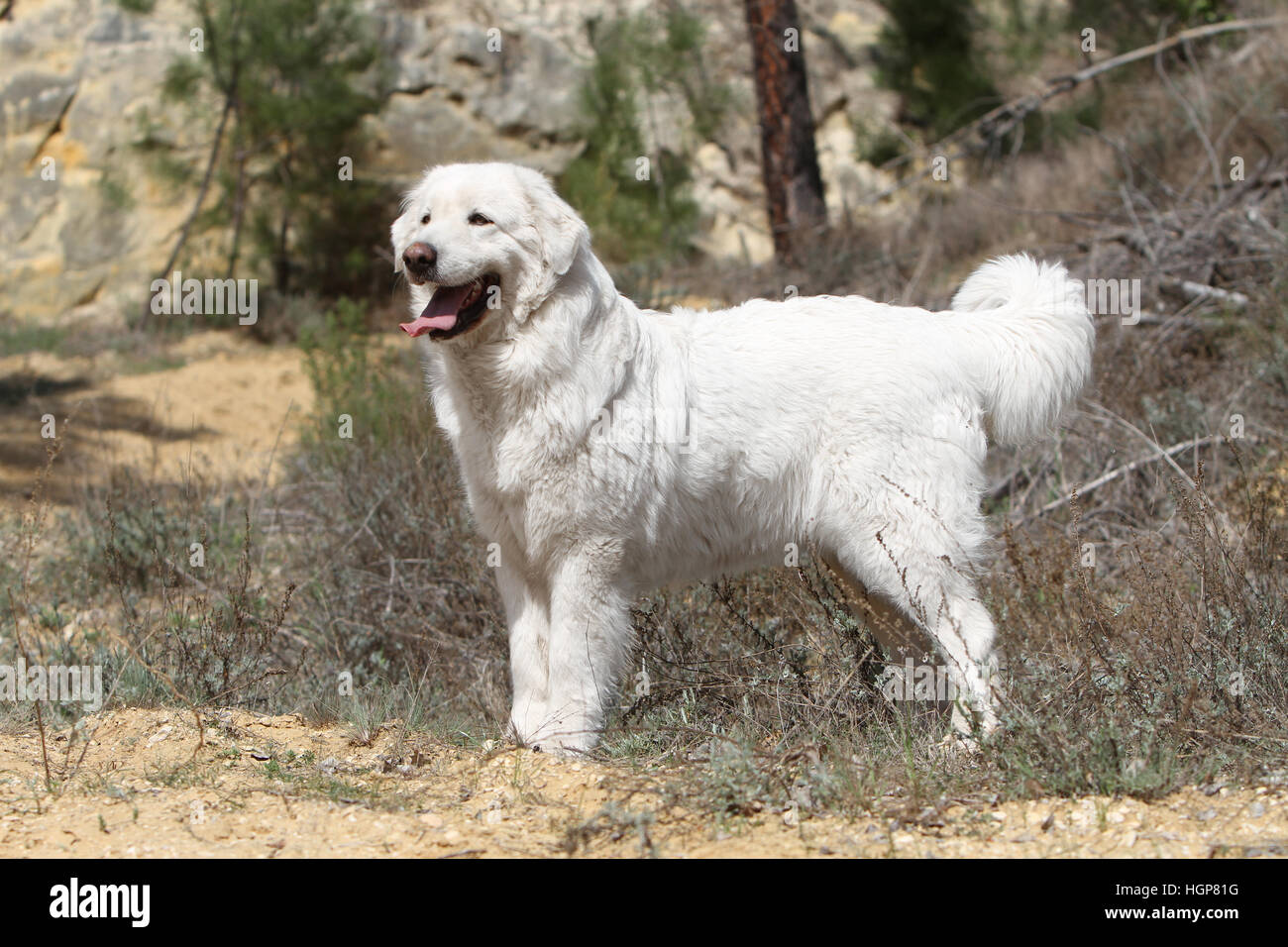 Berger Polonais De Podhale Banque d'image et photos - Alamy