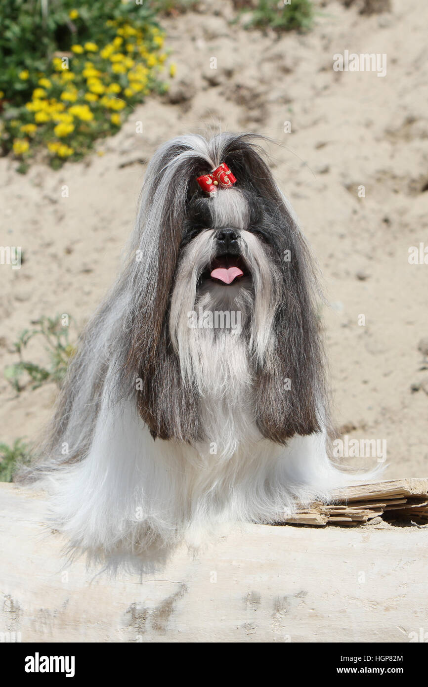 Shih Tzu chien adultes adultes profil gris permanent Photo Stock - Alamy