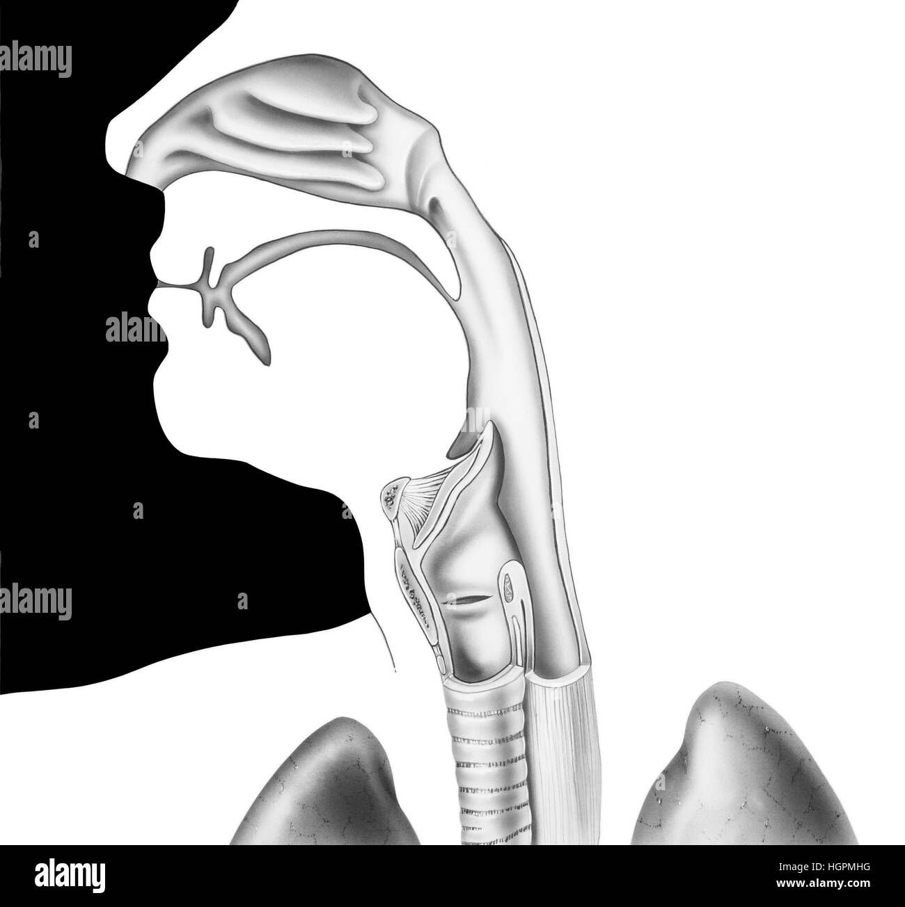 Anatomie du cou oesophage Banque d'images noir et blanc - Alamy