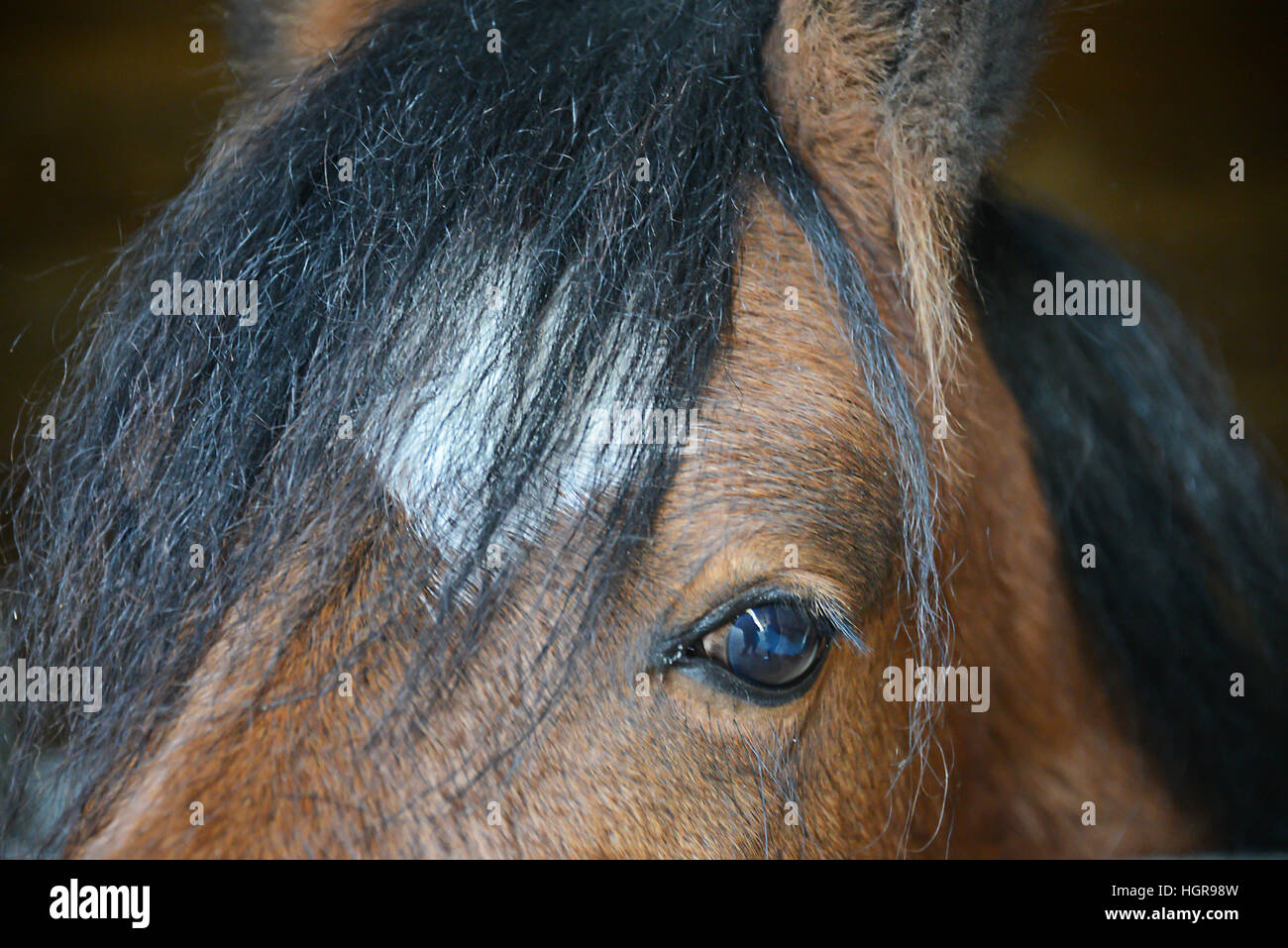 Vision Du Cheval Banque d'image et photos - Alamy